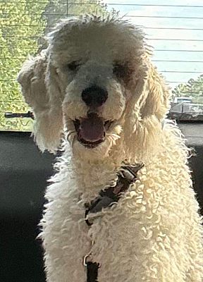 Fishkill, NY - Standard Poodle/Poodle (Standard). Meet MR. P a Pet for ...