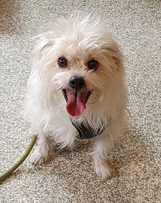 St. Louis Park, MN - Chinese Crested/Shih Tzu. Meet Beau a Pet for ...