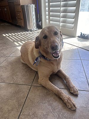 Victorville, CA - Golden Retriever/Labrador Retriever. Meet Cosmo a Pet ...