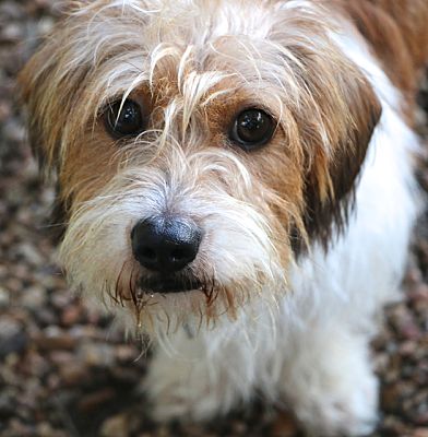 Mansfield, MA - Terrier (Unknown Type, Small)/Petit Basset Griffon ...
