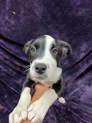 Logan, UT - Border Collie/Mastiff. Meet Pippins a Pet for Adoption ...