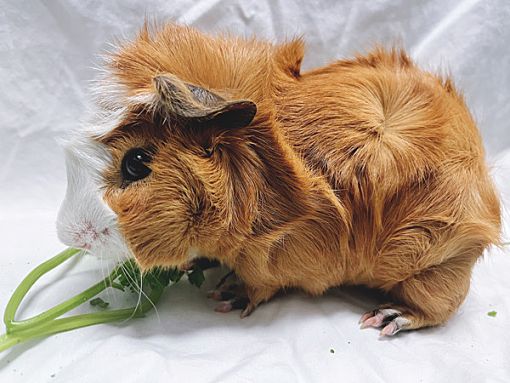 New York, NY - Guinea Pig. Meet Bugsy a Pet for Adoption - AdoptaPet.com