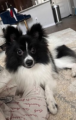 Bradenton, FL - Pomeranian. Meet Bella a Pet for Adoption - AdoptaPet.com