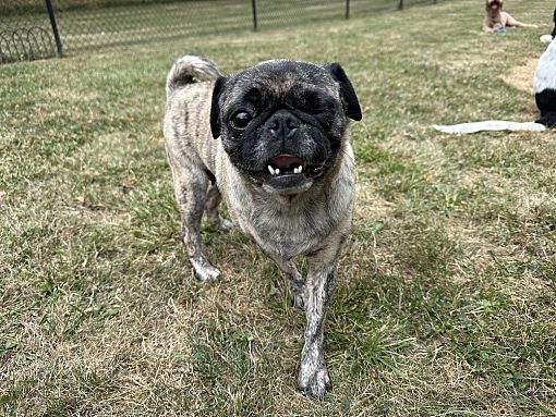 Irwin, PA - Pug. Meet Unique a Pet for Adoption - AdoptaPet.com