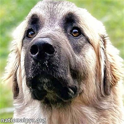 Beacon, NY - Great Pyrenees/Anatolian Shepherd. Meet Duncan in GA ...