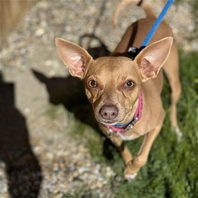 San Diego, CA - Miniature Pinscher/Chihuahua. Meet Glitter - Adopted! a ...