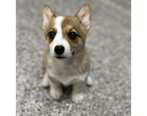 West Chester, PA - Pembroke Welsh Corgi. Meet Nova a Pet for Adoption ...