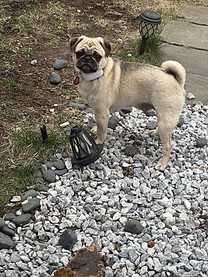 Lowell, MA - Pug. Meet Frannie a Pet for Adoption - AdoptaPet.com