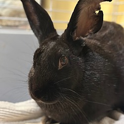 Medfield, MA - Maine Coon. Meet Mallory a Pet for Adoption - AdoptaPet.com