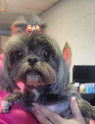 Hartford, CT - Shih Tzu. Meet Coco & Bella a Pet for Adoption ...