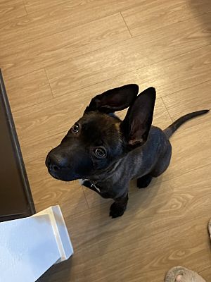 Scottsdale, AZ - Dutch Shepherd/Labrador Retriever. Meet Tank a Pet for ...