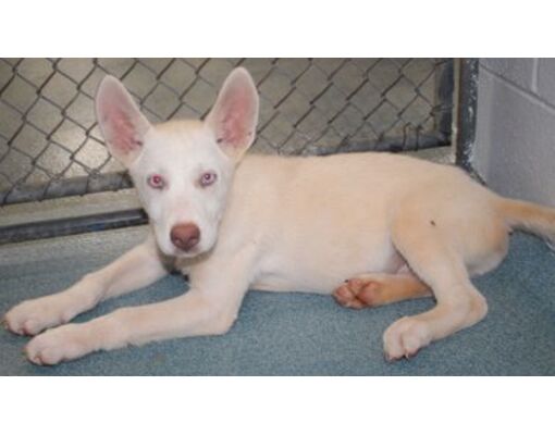 Taylorsville, NC - Husky/Mixed Breed (Medium). Meet Zayne a Pet for ...