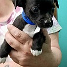 Boston Terrier Puppies - Boston Terrier Rescue and Adoption