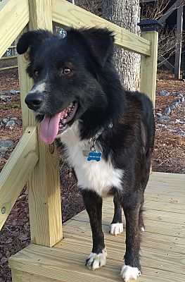 Richmond, VA - Border Collie. Meet CAMERON a Pet for Adoption ...