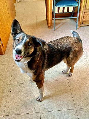 Woodward, OK - Border Collie. Meet Brandy a Pet for Adoption ...