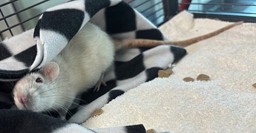 Stratham, NH - Rat. Meet Pepper (trio To Nibbles & Lucy) a Pet for ...