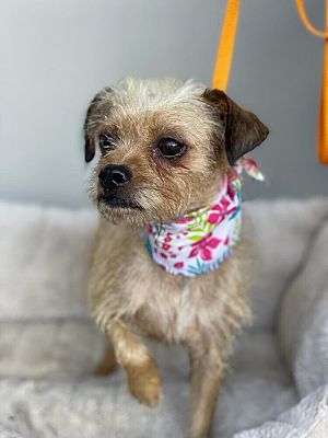 North Reading, MA - Yorkie, Yorkshire Terrier/Mixed Breed (Medium ...