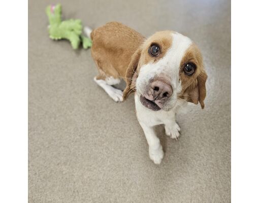Chatham, VA - Beagle. Meet Claritin a Pet for Adoption - AdoptaPet.com