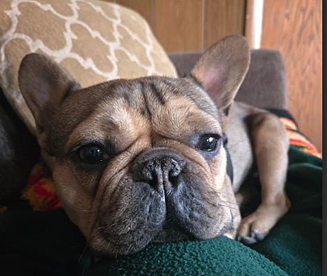 Fort Atkinson, WI - French Bulldog. Meet Hank a Pet for Adoption ...