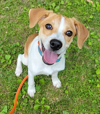 Sparta, NJ - Beagle/Hound (Unknown Type). Meet Sonny a Pet for Adoption ...