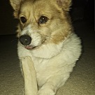 Corgi Puppies - Corgi Rescue and Adoption Near You