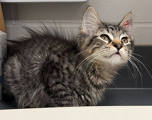 Sheboygan, WI - Domestic Mediumhair. Meet Headgehog a Pet for Adoption ...