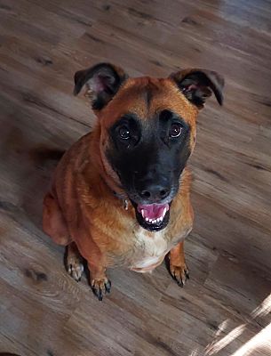 Corsicana, TX - Rhodesian Ridgeback/Belgian Malinois. Meet Glocki a Pet ...