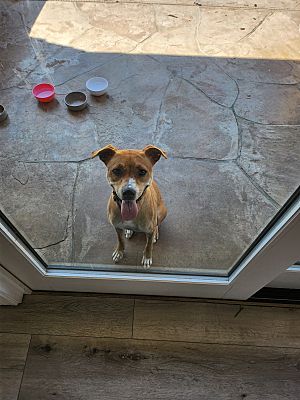 Scottsdale, AZ - Australian Shepherd/Rhodesian Ridgeback. Meet Willow a ...