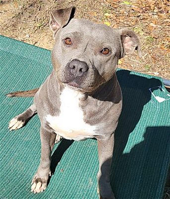 Decatur, GA - American Bulldog/Terrier (Unknown Type, Medium). Meet ...