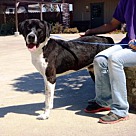 Great Dane Puppies - Great Dane Rescue and Adoption Near You