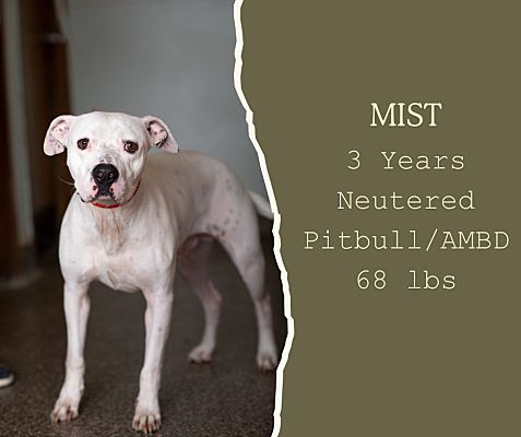 Junction City, KS - American Pit Bull Terrier/American Bulldog. Meet ...