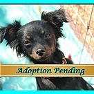 Papillon Puppies - Papillon Rescue and Adoption Near You