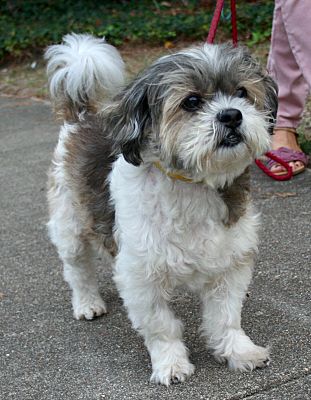 Virginia Beach, VA - Lhasa Apso. Meet Sponsorship Only a Pet for ...