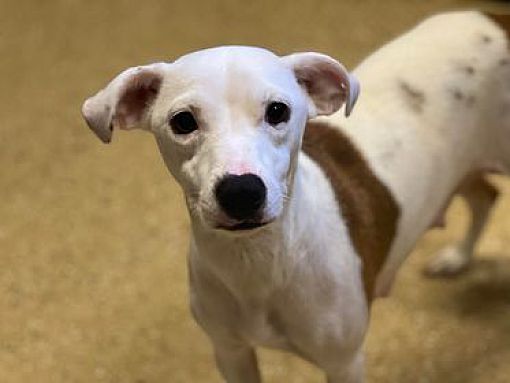 Marion, IN - Whippet/American Pit Bull Terrier. Meet mertle a Pet for ...