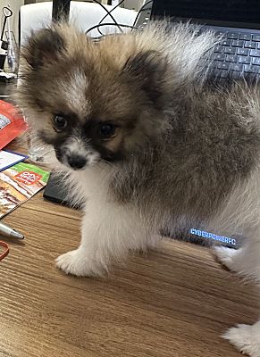 Fairfax, VA - Pomeranian/Pomeranian. Meet Mocha a Pet for Adoption ...