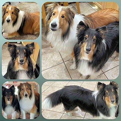 East Rockway, NY - Sheltie, Shetland Sheepdog. Meet Gizmo & Rosco a Pet ...