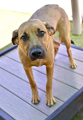 Canton, GA - Rhodesian Ridgeback. Meet Anna Ruby a Pet for Adoption ...