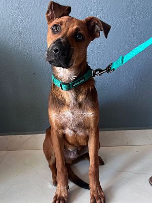 Manhattan, NY - Jack Russell Terrier/Chihuahua. Meet EROS a Pet for ...