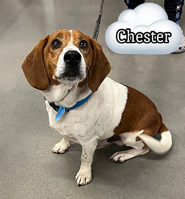 Catoosa, OK - Beagle. Meet Chester a Pet for Adoption - AdoptaPet.com