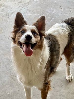 Dallas, TX - Australian Shepherd/Collie. Meet Jackson a Pet for ...