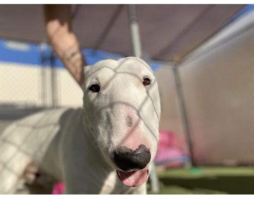 Phoenix, AZ - Bull Terrier. Meet DALLAS a Pet for Adoption - AdoptaPet.com