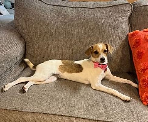 San Diego, CA - Jack Russell Terrier/Chihuahua. Meet Miriam a Pet for ...