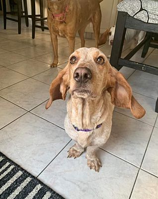 Warwick, RI - Basset Hound/Hound (Unknown Type). Meet Millie Henson a ...