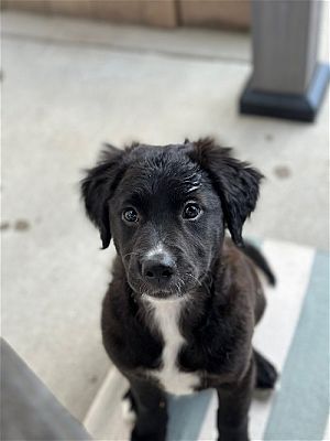 Salt Lake City, UT - Labrador Retriever. Meet Avary a Pet for Adoption ...