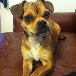 San Diego, CA - Pug/Chihuahua. Meet JOSIE, Pugchi! a Pet for Adoption ...
