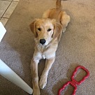 Golden Retriever Puppies - Rescue and Adoption Near You