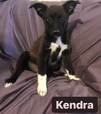 Phoenix, AZ - Border Collie/Mixed Breed (Medium). Meet Kendra a Pet for ...