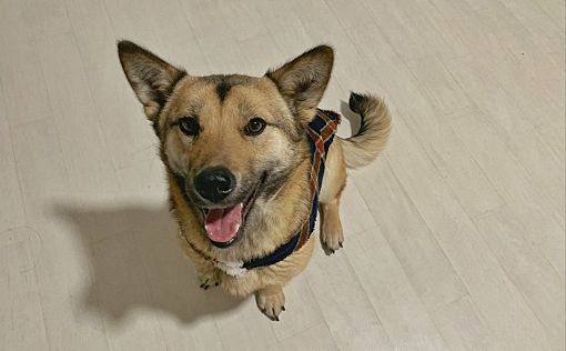 Hoboken, NJ - Corgi/Norwegian Elkhound. Meet Noeul(A) a Pet for ...