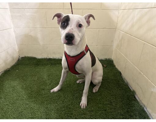 Winter Haven, FL - American Bulldog. Meet FREYA a Pet for Adoption ...