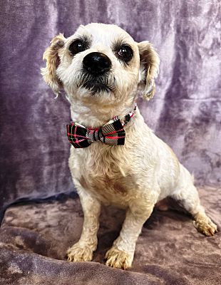 Lodi, CA - Lhasa Apso/Poodle (Miniature). Meet Nicky a Pet for Adoption ...